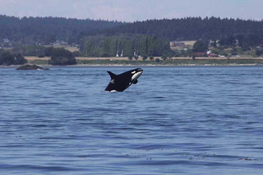 PNW Islands - aimeedanielson.com